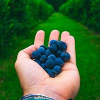 Royal Interpack - Your Eco-Friendly PET Food Product Experts